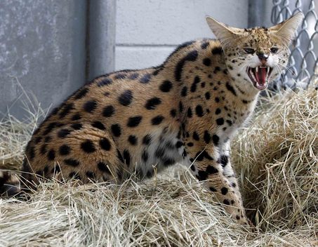 Serval - True Wildlife Creatures