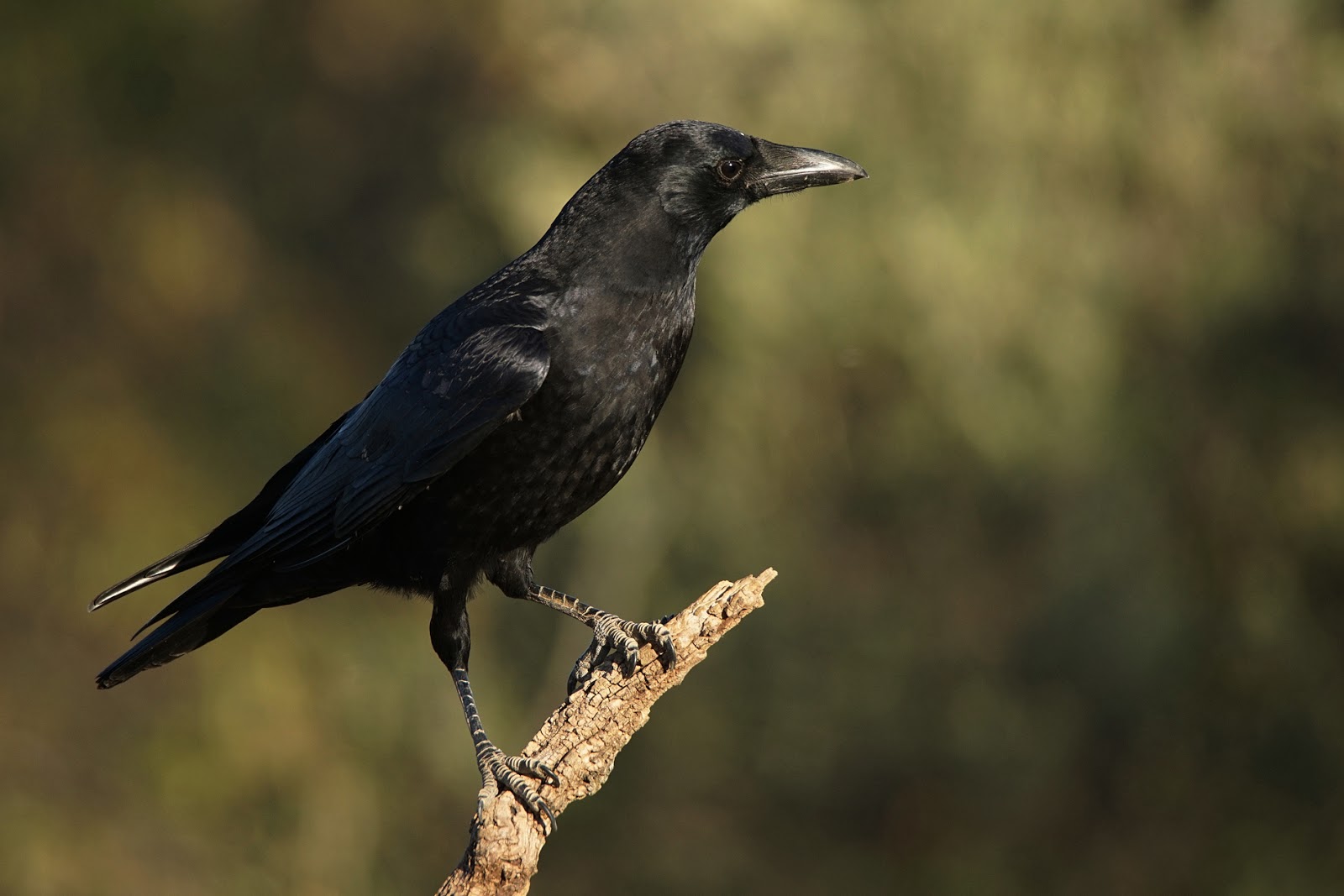 Pasión por las aves: Corneja común.(Corvus corone)