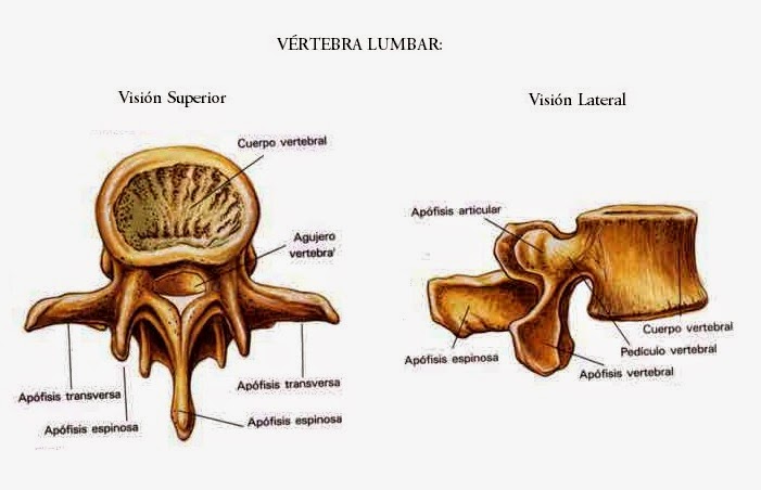 Anatomía del cuerpo humano: Vértebras lumbares Anatomía del cuerpo humano: Vértebras lumbares