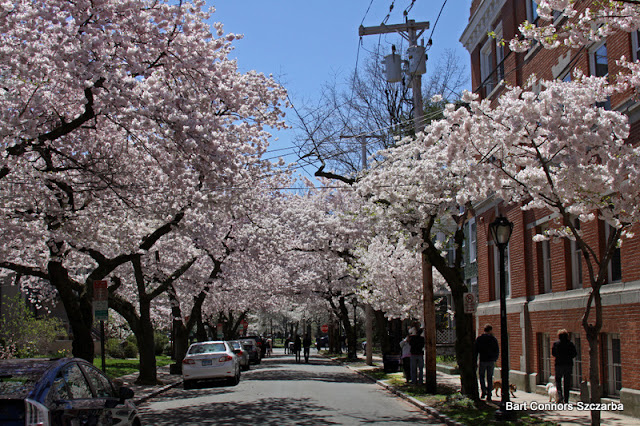 Wooster Square Blossom Blog: Wooster Square anointed "Center of Known ...