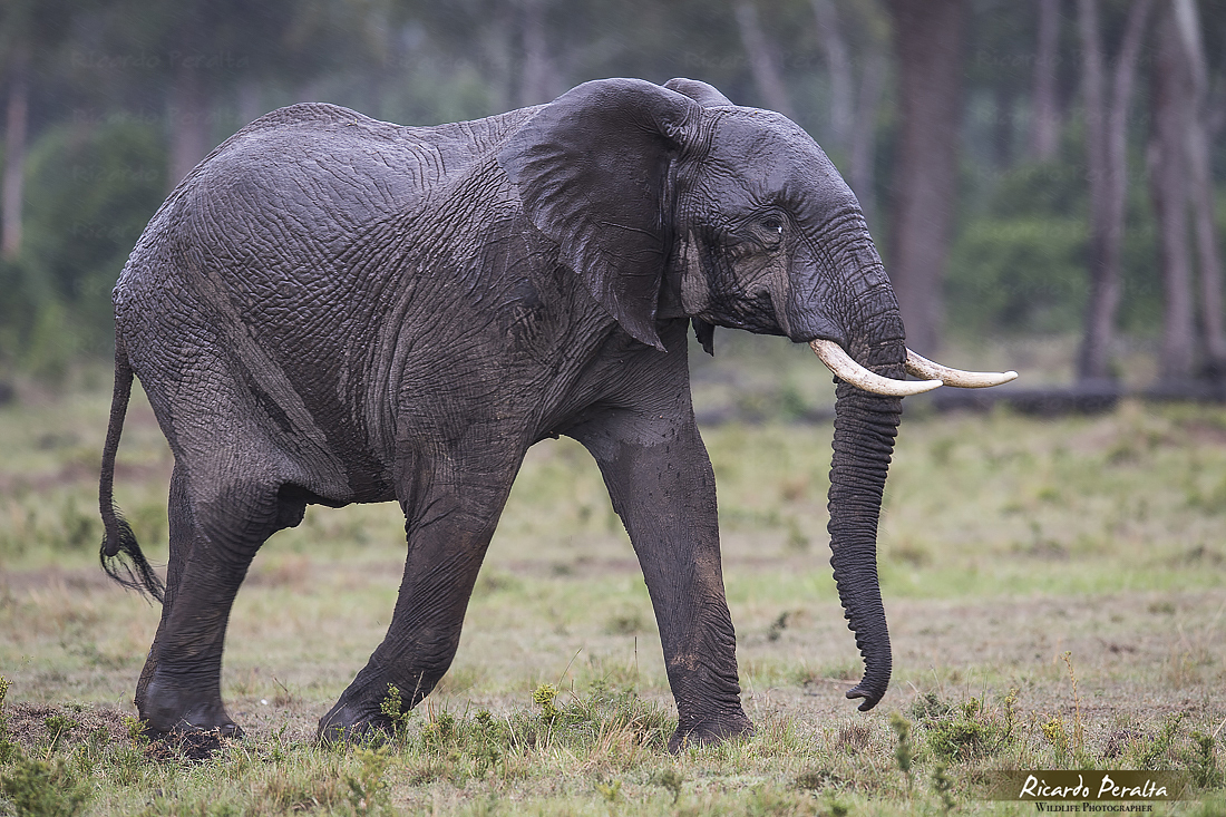 Ricardo Peralta. Fotógrafo de Naturaleza: Elefante Africano de sabana ...