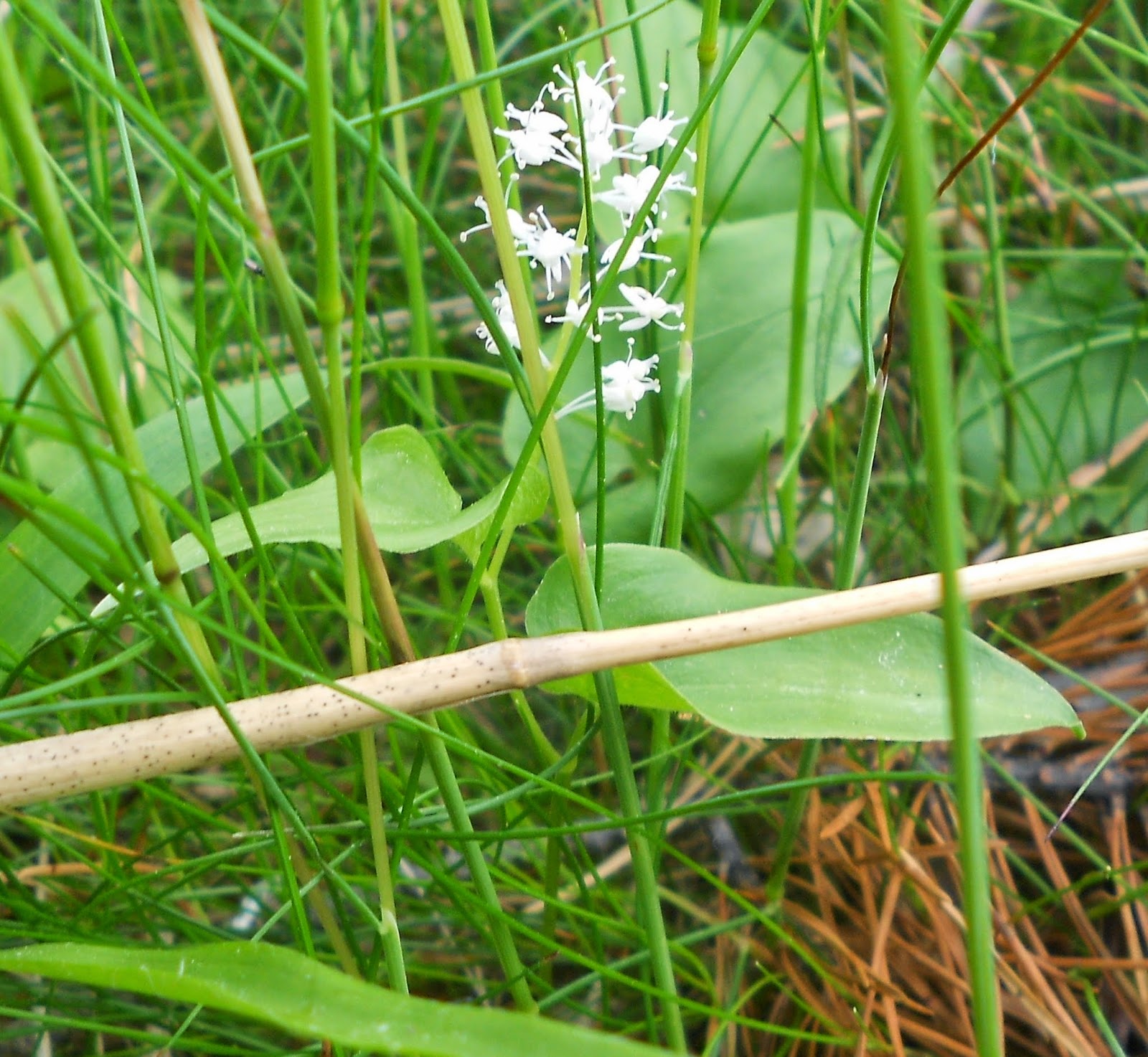 Kasvio: Oravanmarja - Maianthemum bifolium