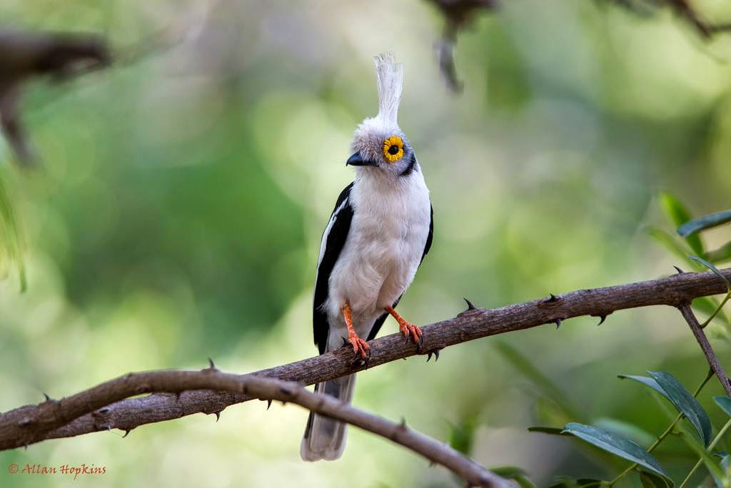 Extreme Crest Feathers: 10 Reasons Why Crest is Best | The Ark In Space