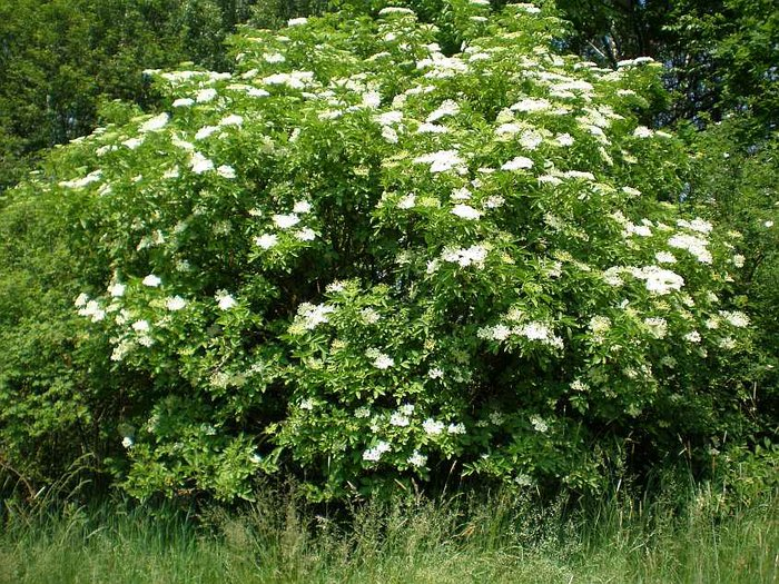 SimpelMens: Zelf mousserende wijn maken van vlierbloesem
