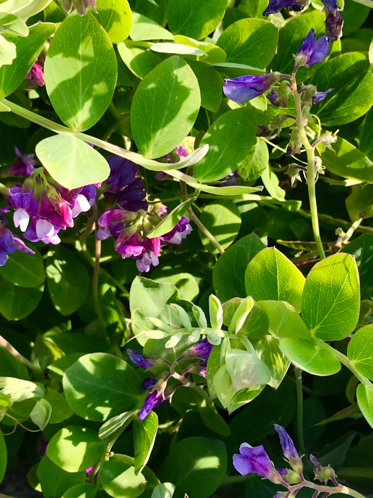 Helen A. Lockey: Wild Beach Peas Plants And Their Culinary Challenges