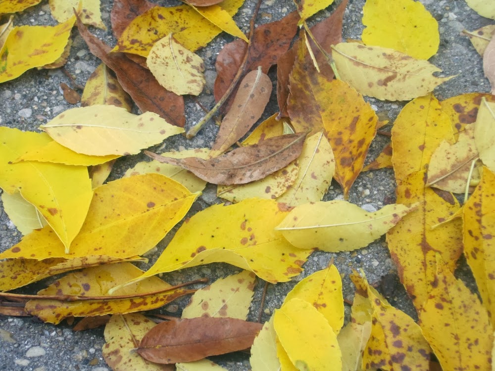 Word Trix: Random Photo: Scattered leaves
