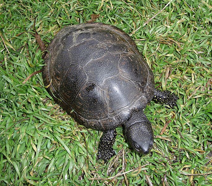 Turtle Pictures: European pond turtle - Emys orbicularis