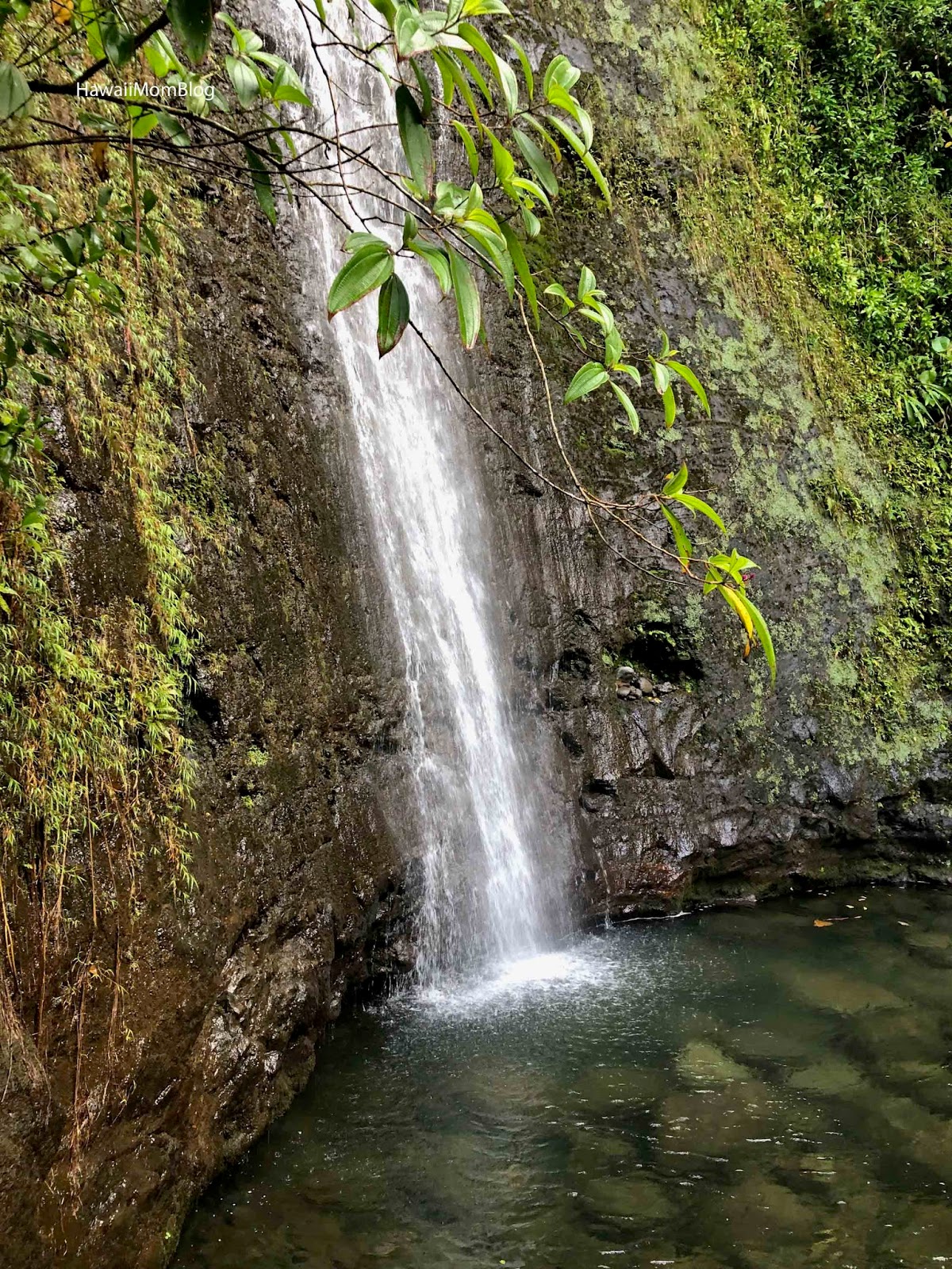 Hawaii Mom Blog: Manoa Falls Trail