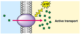 # 25 Passive and active transport across cell membranes | Biology Notes ...