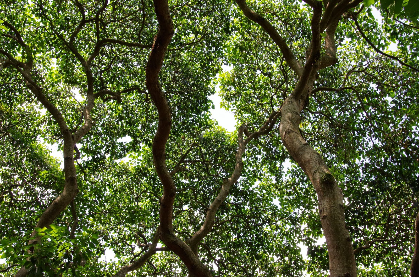 Trees and Plants: Sandbox Tree; Pin Wheel Tree (Hura Crepitans)