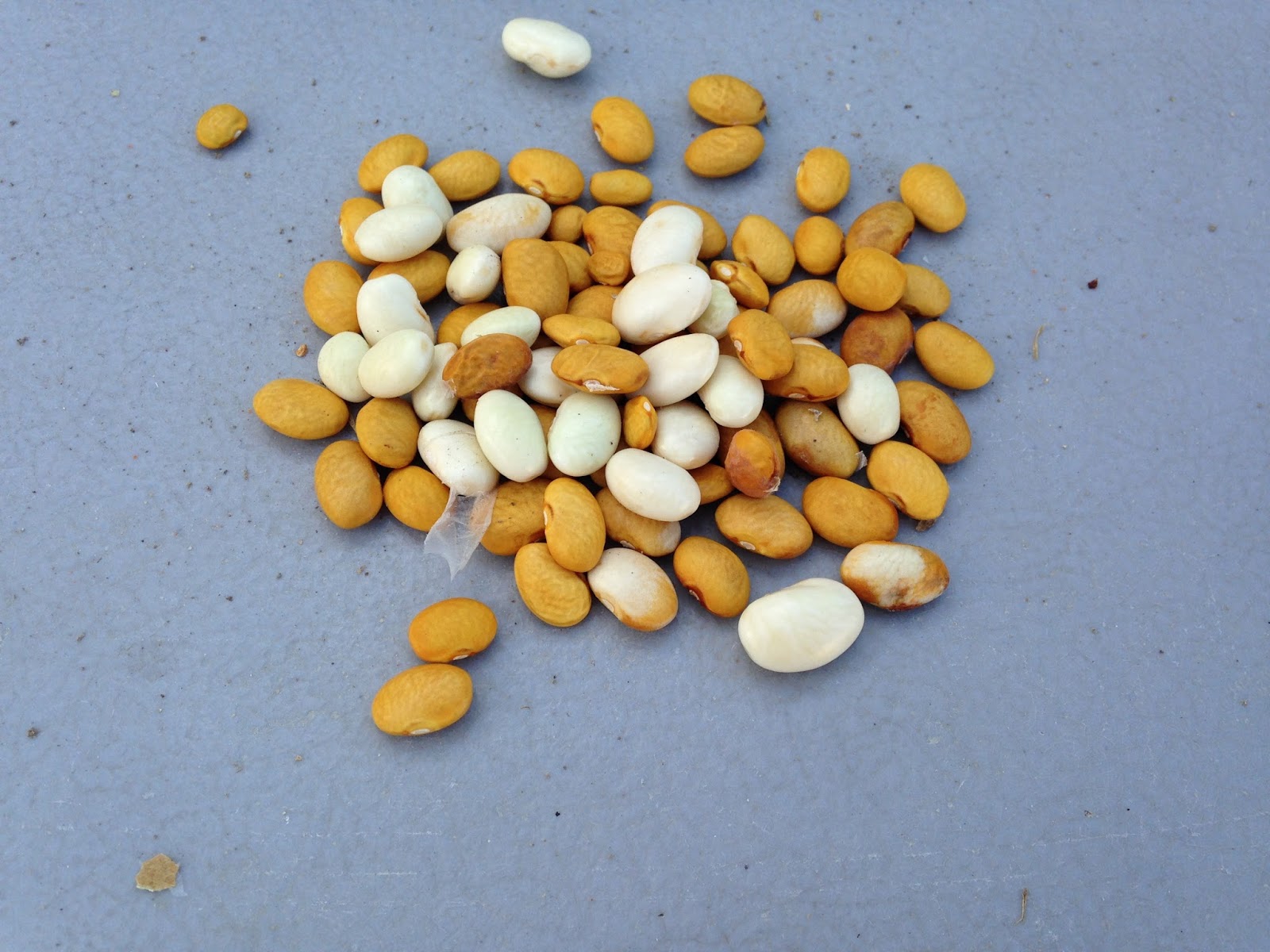 my family prepared: How to Save Bean Seeds {Tutorial}