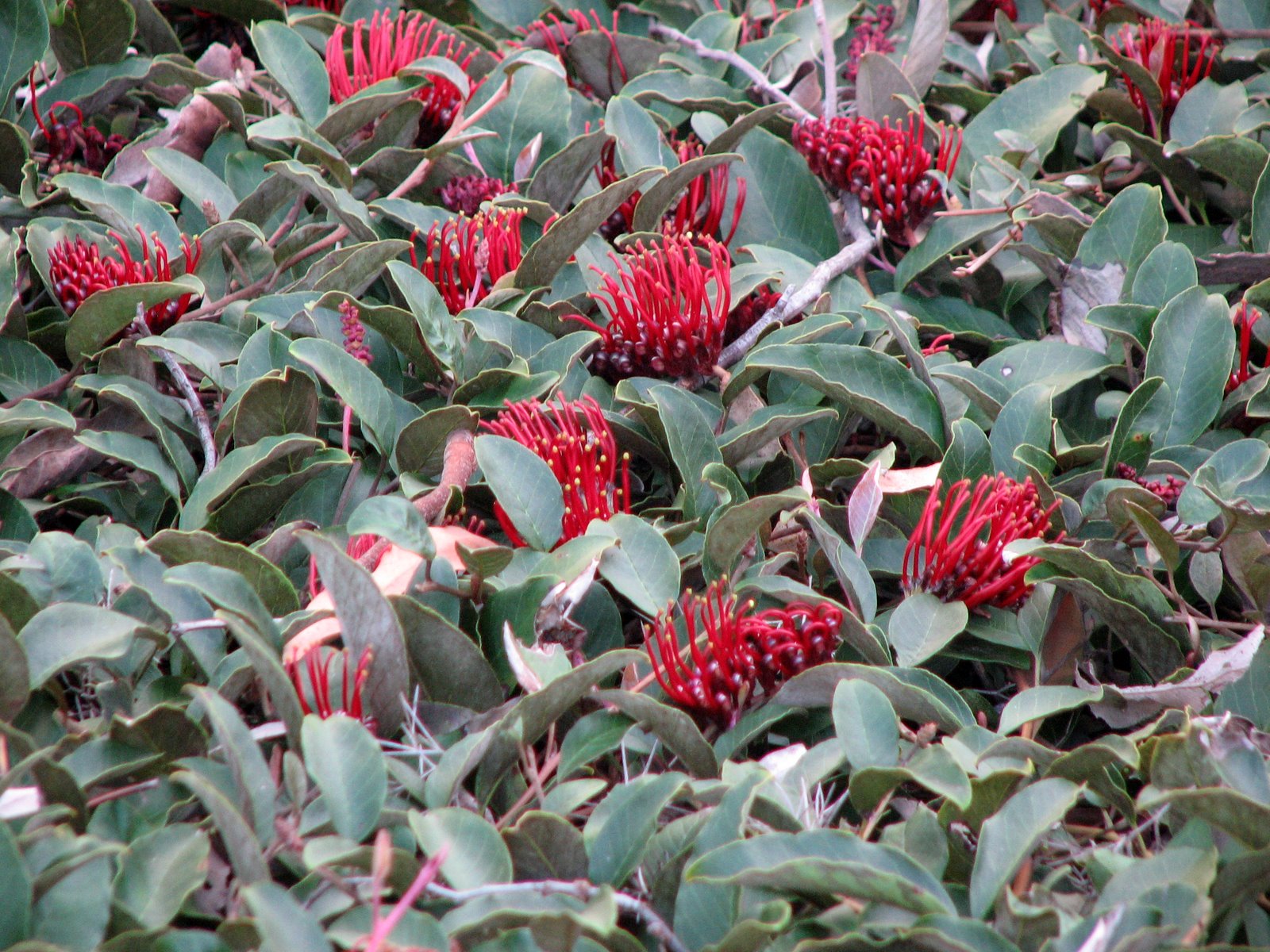 Native Plant Photography: Grevillea laurifolia In Flower