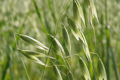 HISTORY OF UNITED STATES: History of oats cultivation in United States