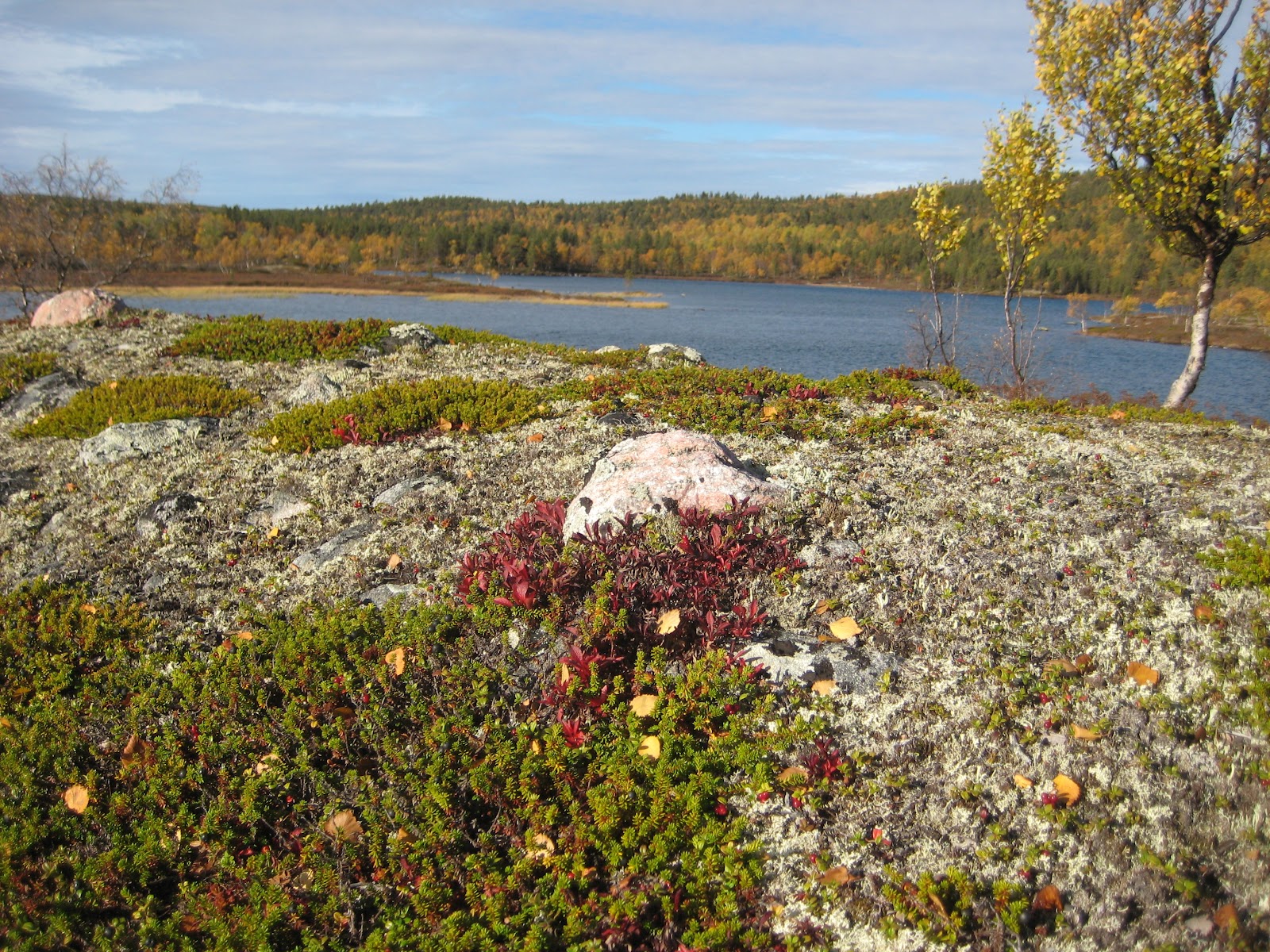 Kalamuija ja lappilifestyle: Suomen Lappi