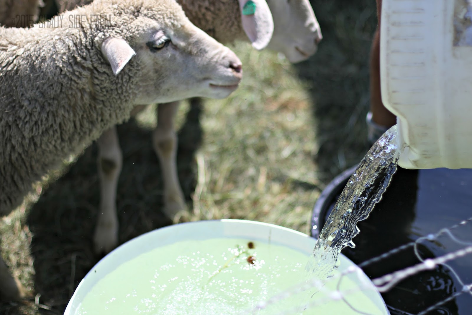 Sheep Care: Food and Drink