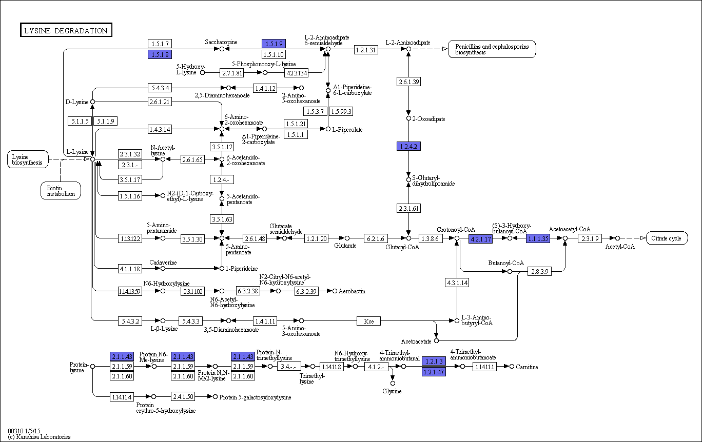 Nina Riddell: Mapping a gene list onto KEGG pathways