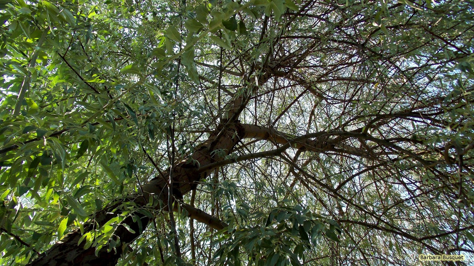 Groene boom met bladeren | HD Wallpapers