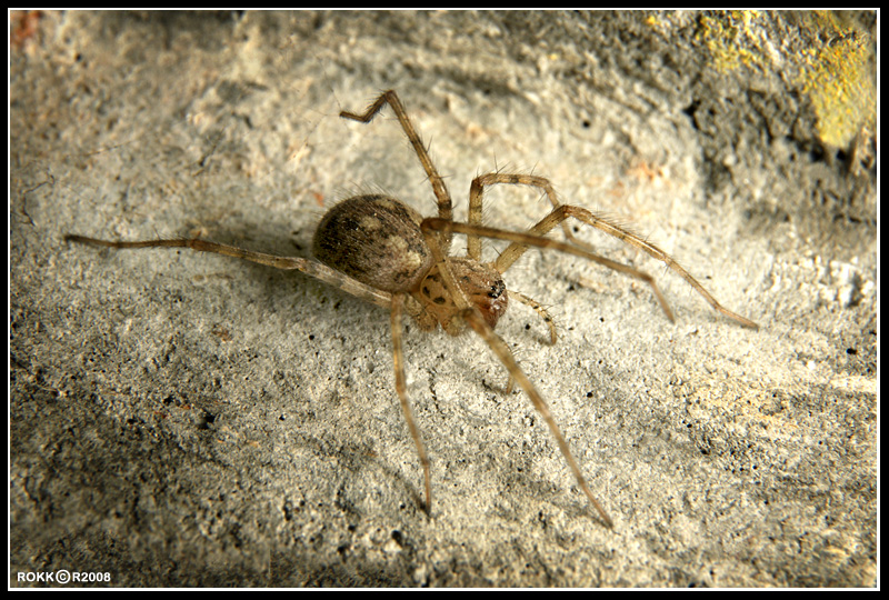 MACROEXPERIENCE: RAGNI