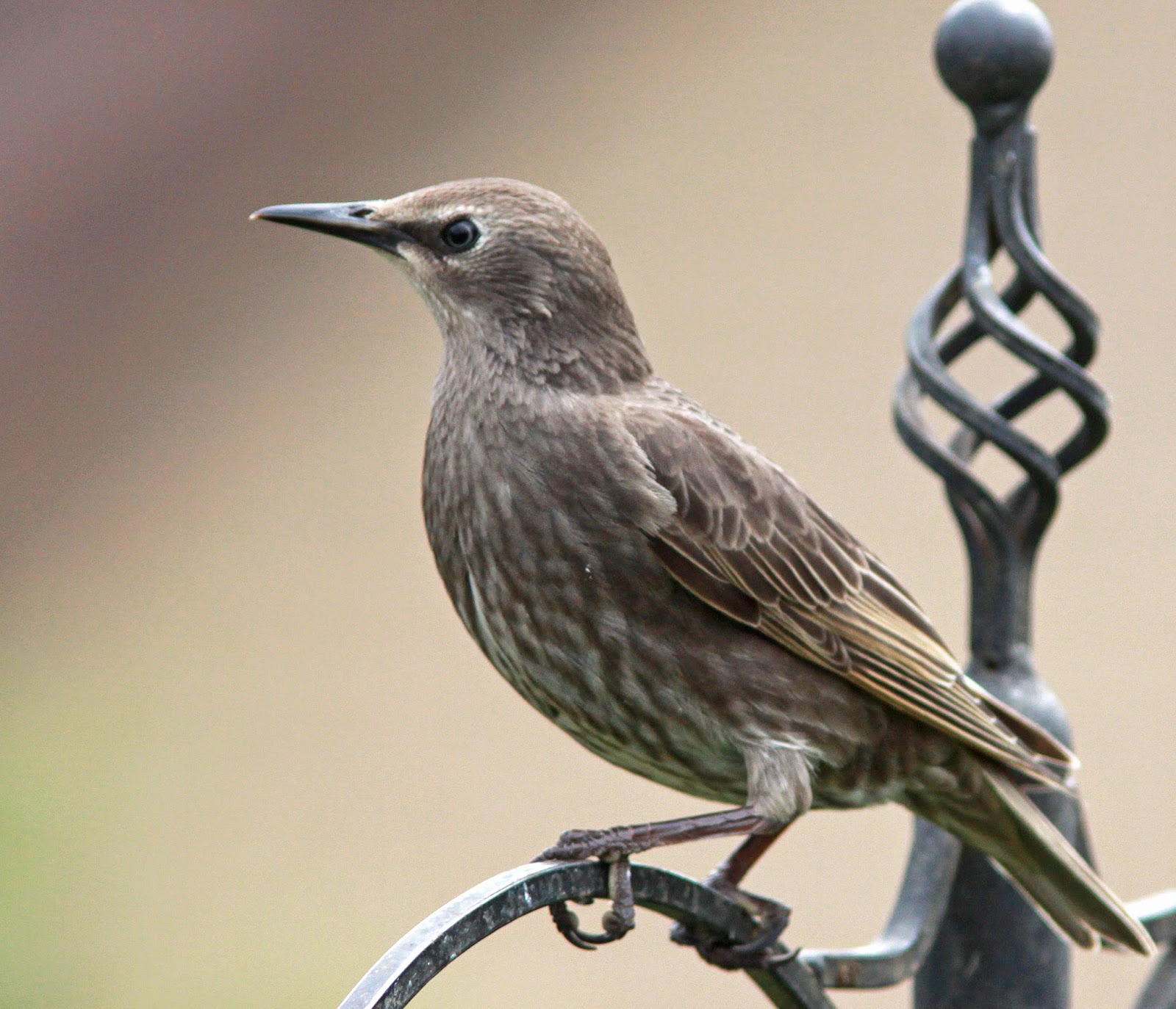 How To Tell If A Starling Is Male Or Female at Echo Stone blog
