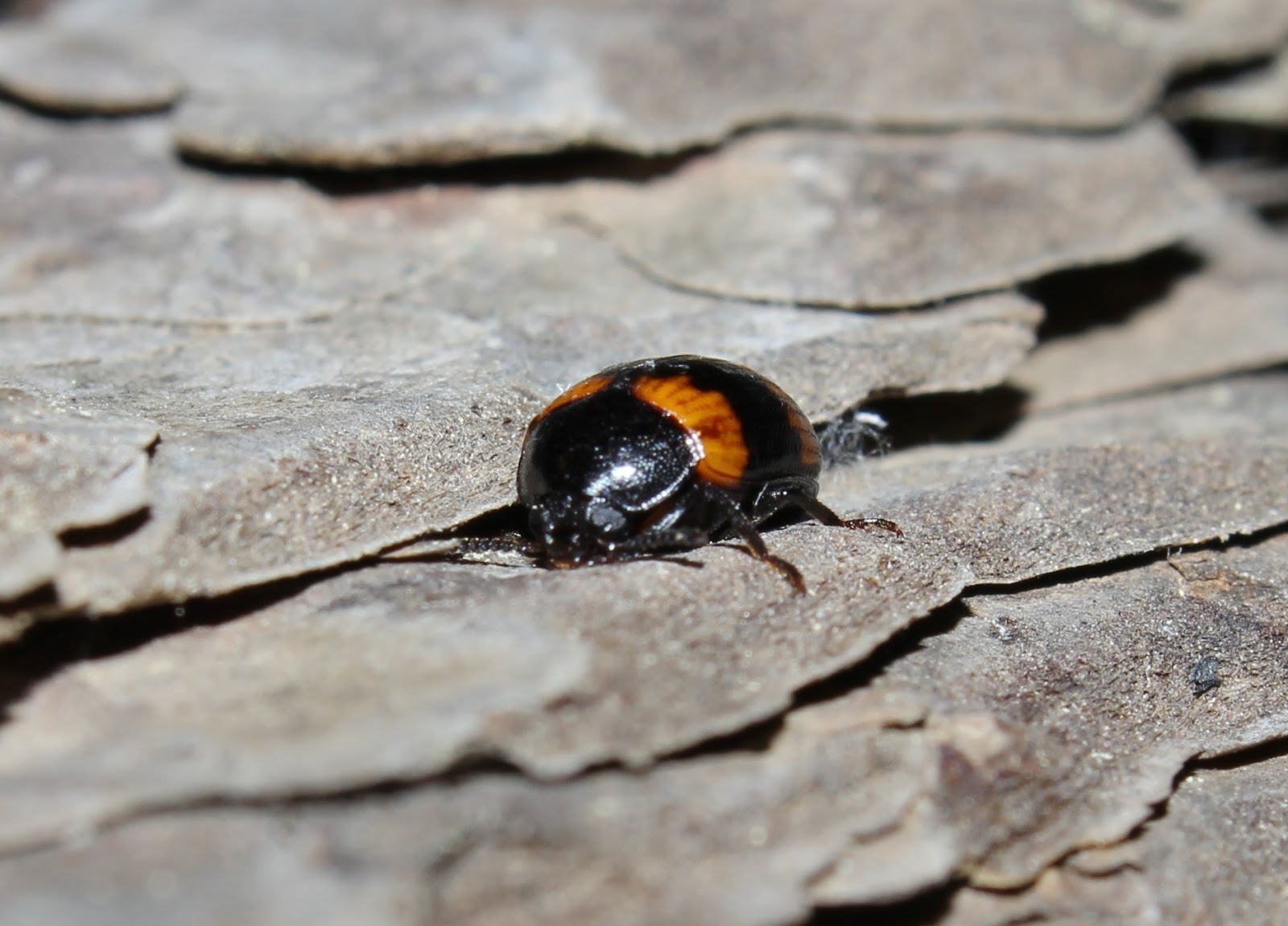 Biodiversity of Cyprus by NGO Protection of the Natural Heritage and ...