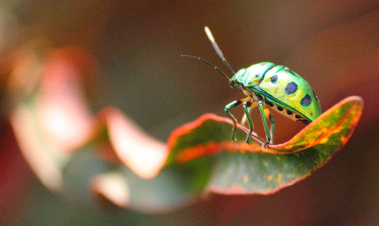 the wild by the lake and other goa stories....
