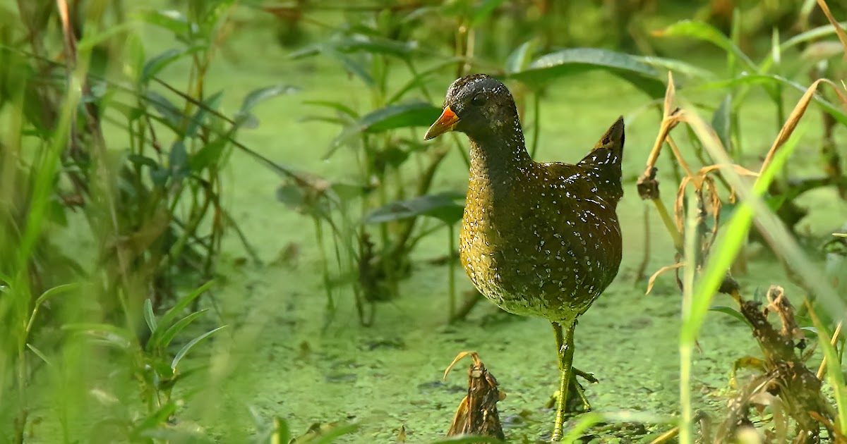 Spotted Crake | YuGWoRLD
