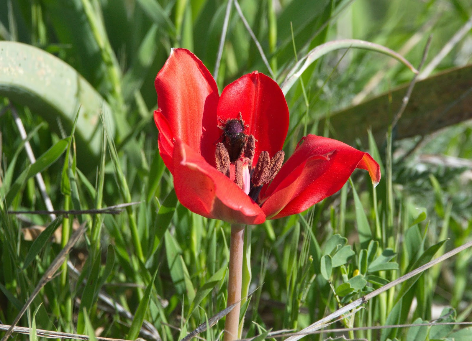 Dominic's Field Photos: Har Amasa flowers