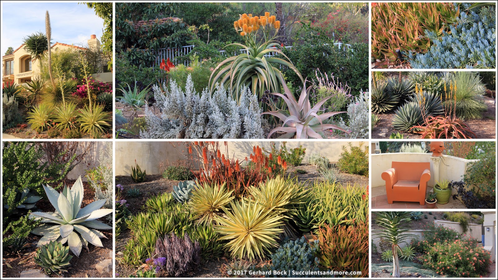 My 1,000 mile Southern California succulent adventure