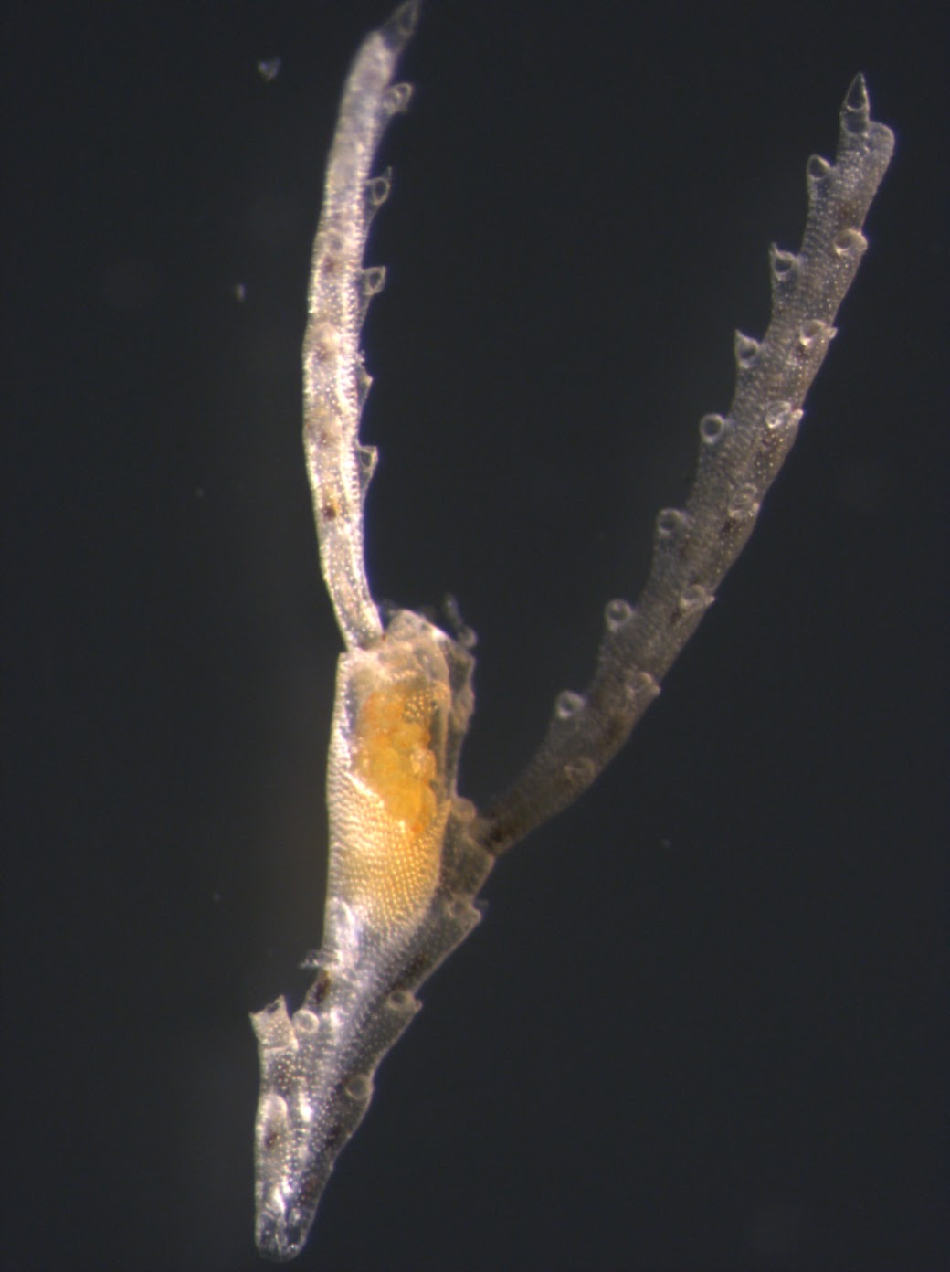 Invertebrate Embryology: Coronate larva of Crisia sp.