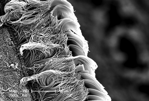Le Blog de M.Colin: Chronique de dissection : la moule