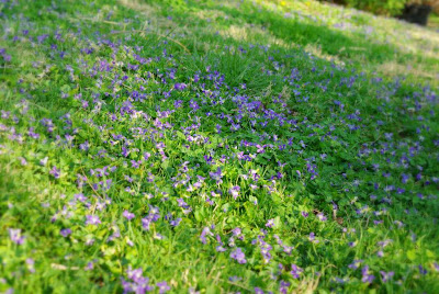 It's Not Work, It's Gardening!: Violet-colored lawn
