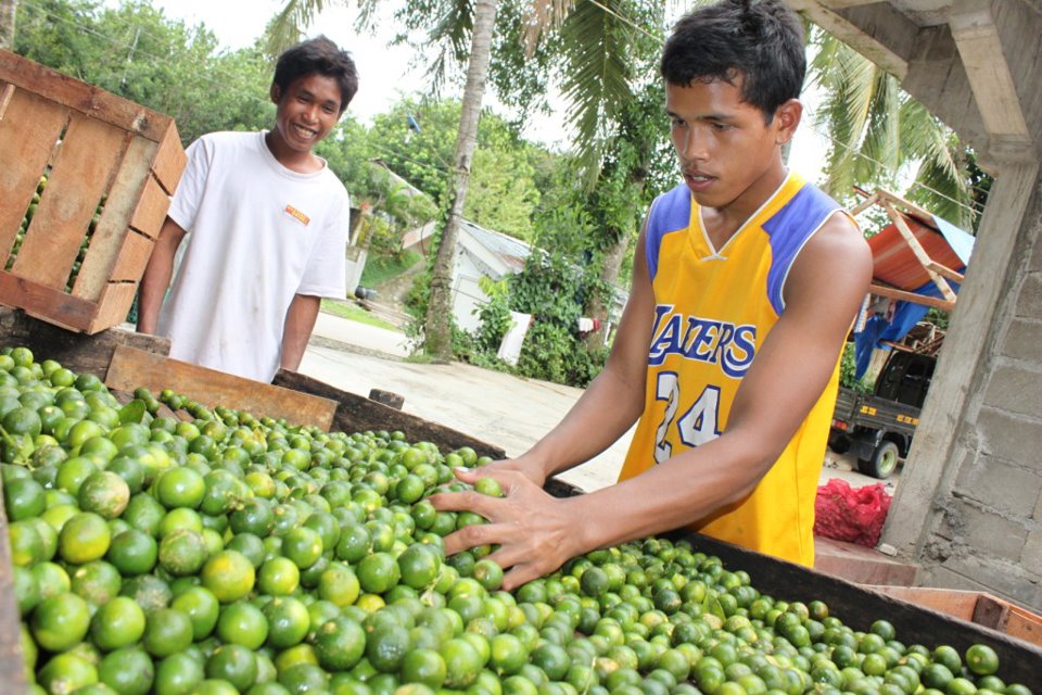 PIA Western Mindanao: Feature: There’s money in calamansi farming