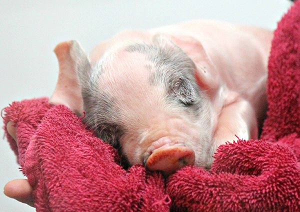 Activities after Birth of Piglets