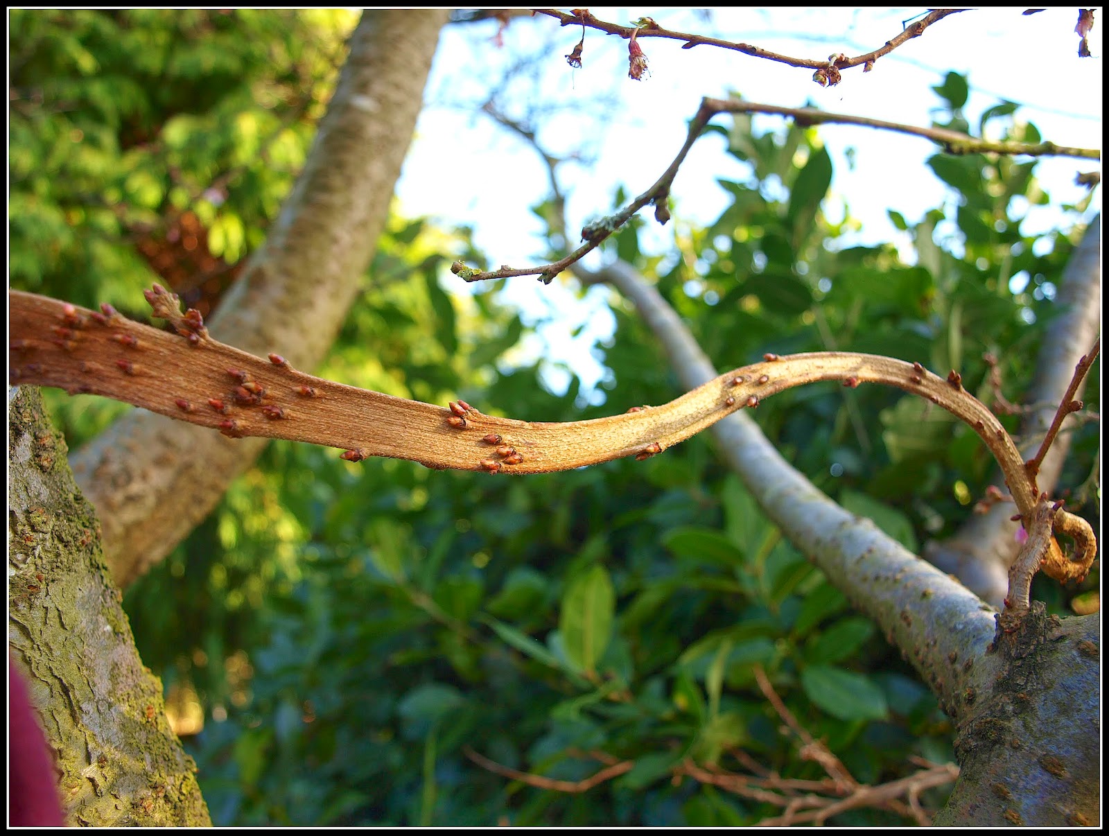 Mark's Veg Plot: Fasciation