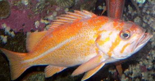 Salish Sea News and Weather: 3/8 Rockfish, NOAA cuts, oil spill, BC LNG ...