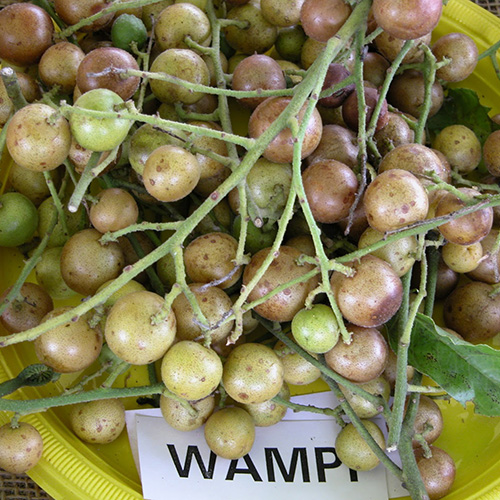 Wampi (Clausena Lansium) - Frutas del mundo
