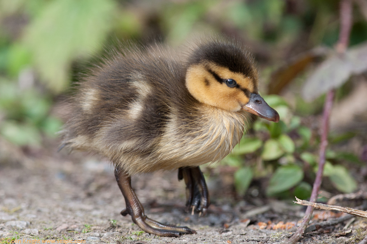 Postcards from Sussex: A dozen Ducklings
