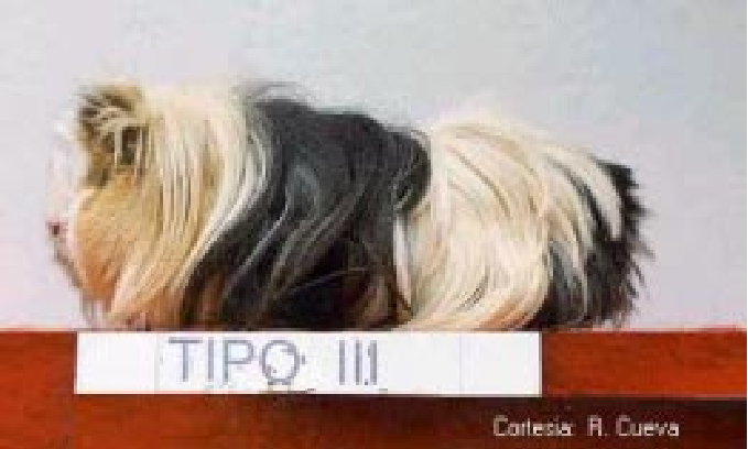 CRIAZA DE CUY: MANUAL DE CRIANZA DE CUYES