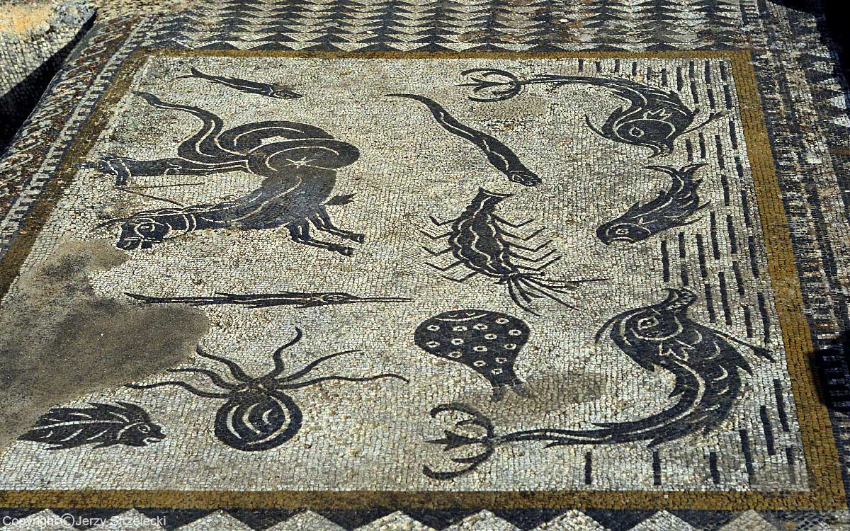 Viático de Vagamundo: Volubilis roman marble floor mosaics (3rd century AD)