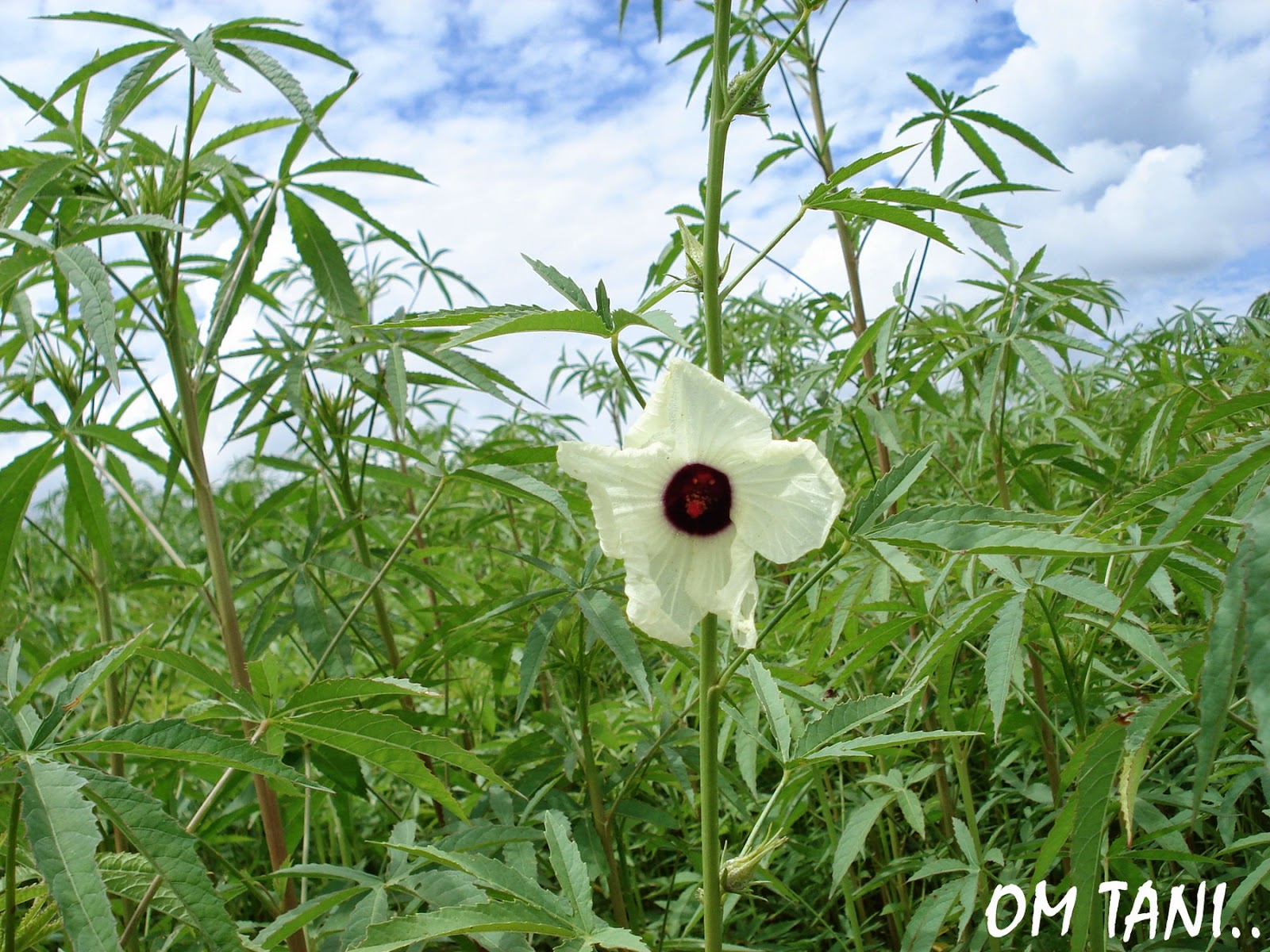 Relatif: Siri 05: Hasil Dari Kenaf