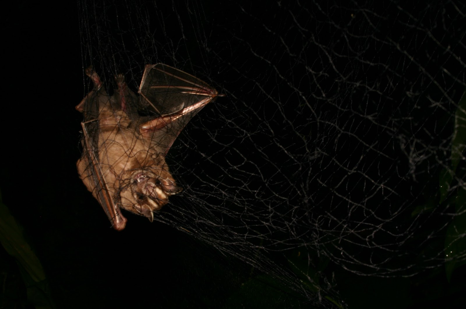 Amanda Abroad: I got to catch bats!