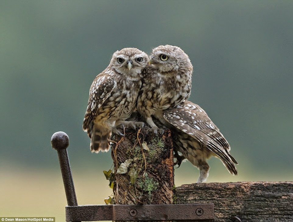 Adorables: Pequeño búho siente celos y exige la atención de su hermano ...