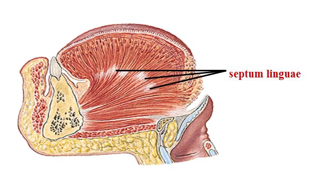 Dil Anatomisi - Lingua ~ Anatomi.Web.tr
