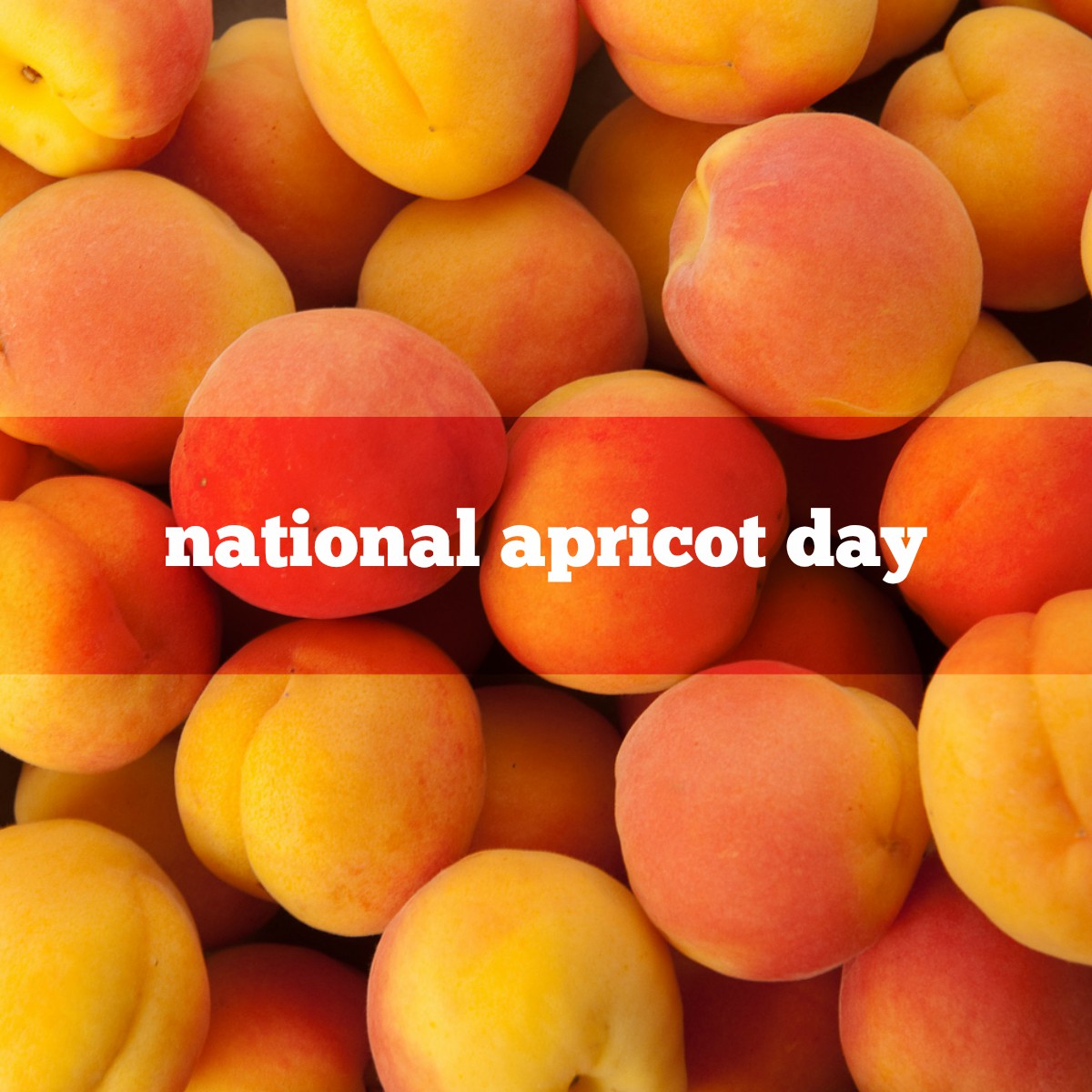 National Apricot Day- January 9th - Saiprojects