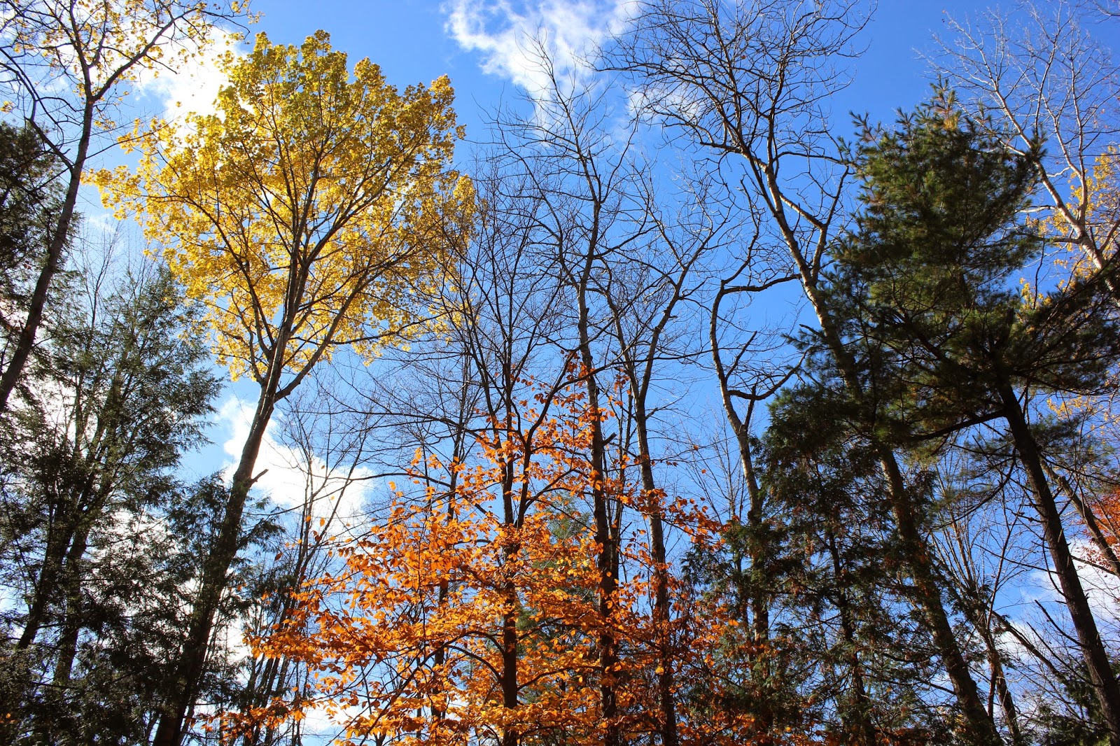 Half-Past Kissin' Time: Letting Go of Fall