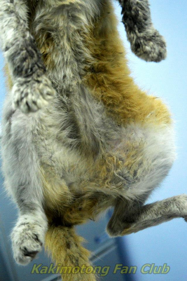 Kisah Si Jamek, Seekor Kucing Malang Yang Telah Didera Sehingga Patah ...