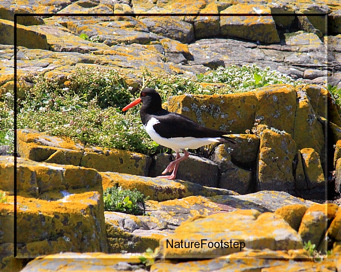 NF Birds blog: Strandskata - Haematopus ostralegus - Eurasian Oystercatcher
