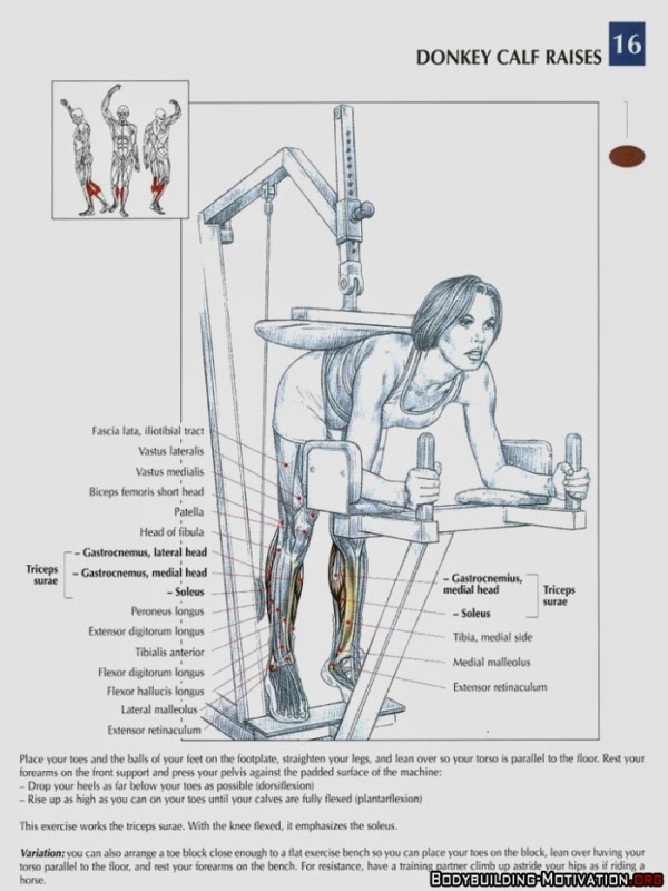 Training Anatomy - Legs - Donkey Calf Raises ~ Tips For Gym
