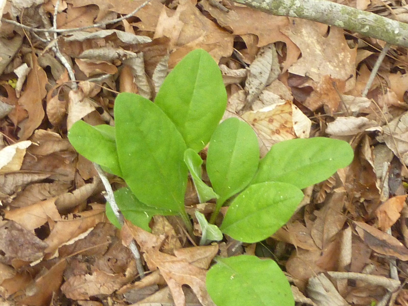 Triangle Flora: Wild Comfrey (Cynoglossum virginianum)