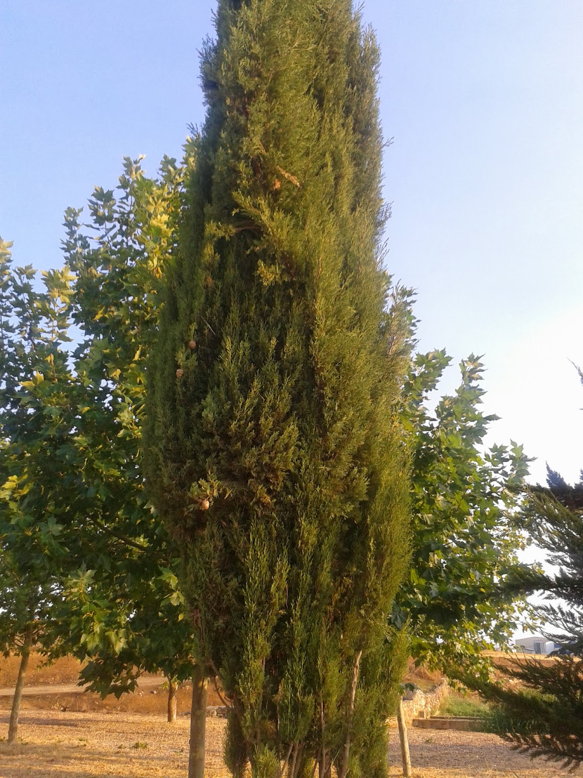 El tio yerbas: Ciprés